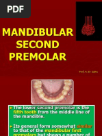 13 - Maxillary 2. Molar | PDF | Dental Anatomy | Tooth