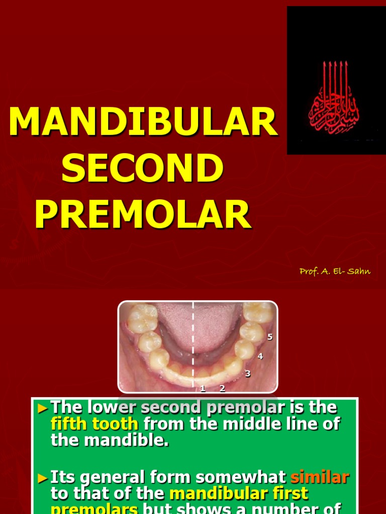 Mandibular Second Premolar | Dentistry Branches | Tooth