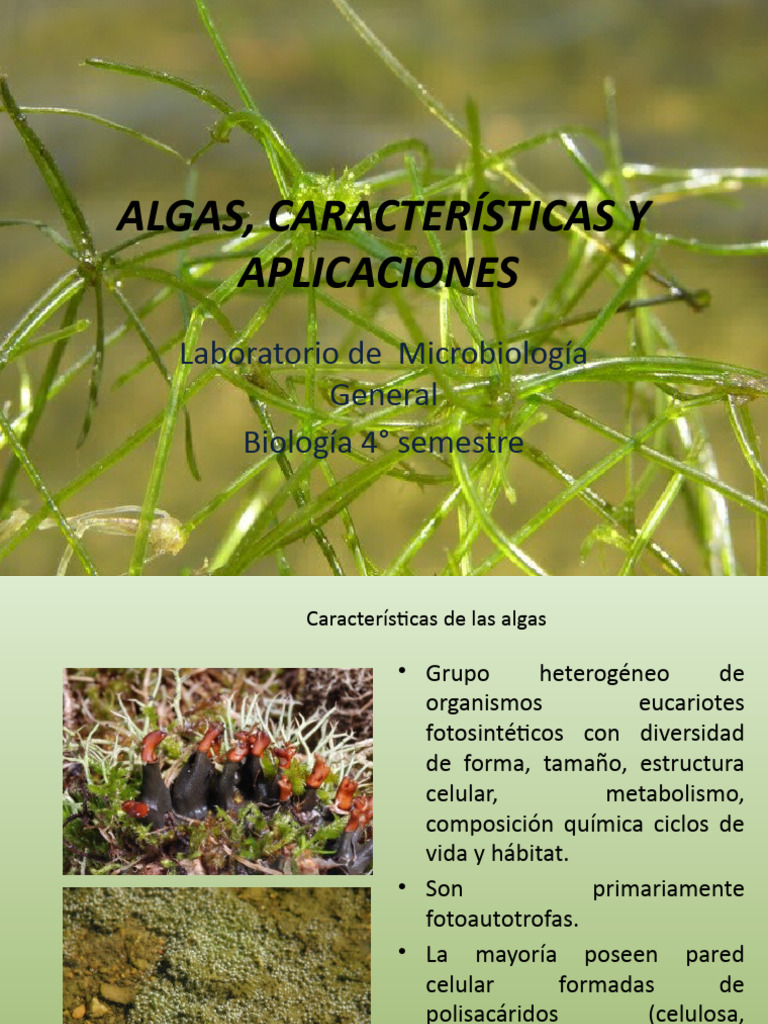 Algas | PDF | Algas | Organismos