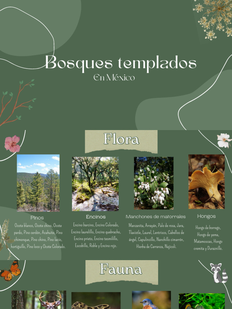 Flora y fauna de bosques templados en México | PDF | Ciencias de la Tierra