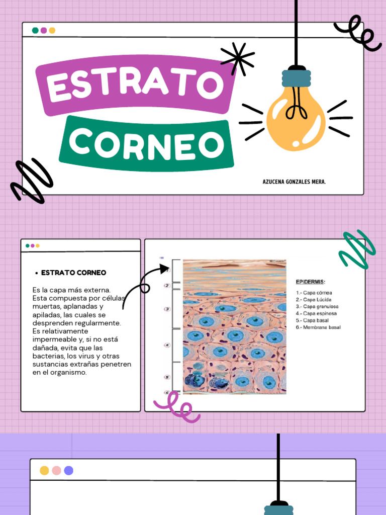 Estrato Corneo | PDF