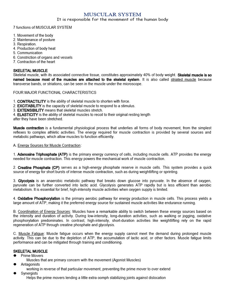 Summary of MUSCULAR SYSTEM | PDF | Skeletal Muscle | Muscle Contraction