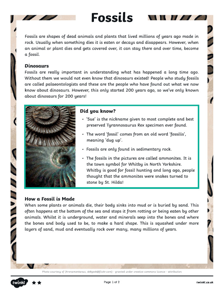 Fossils Reading Comprehension | PDF