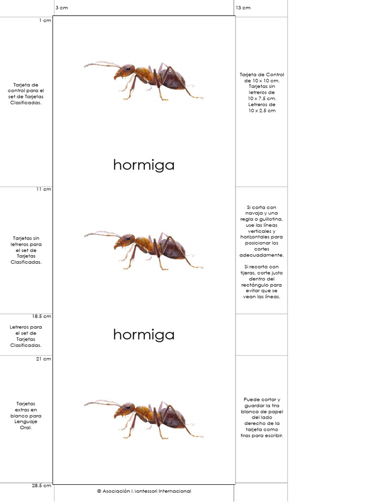 CC155 Invertebrates 02 ESP | Descargar gratis PDF | Insectos y humanos ...
