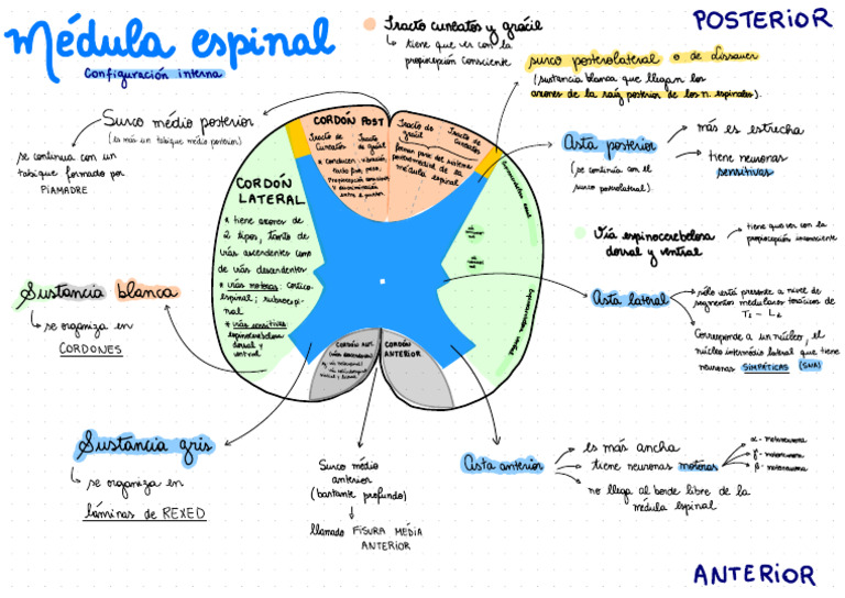 Médula Espinal Configuración Interna | PDF
