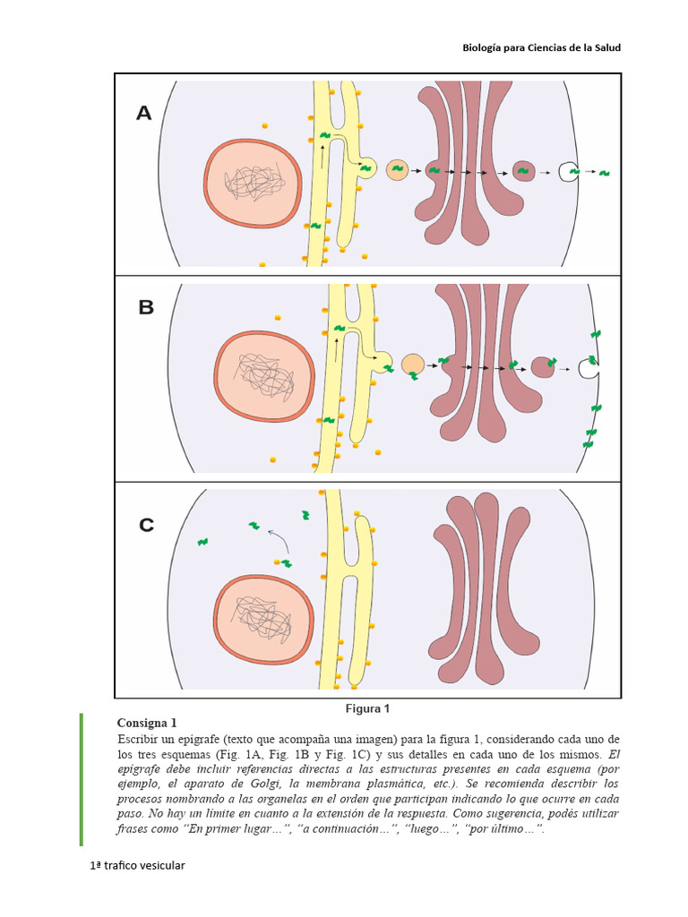 BCS Consigna TP Obligatorio Realizado | PDF | Proteínas | Biología