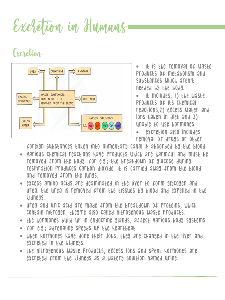Excretion by Fatima Ali O Level Biology | PDF | Kidney | Animal Anatomy