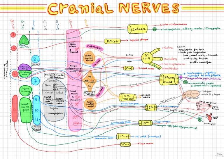 Cranial Nerves | PDF | Anatomy | Neuroanatomy