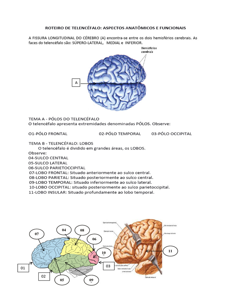 Texto Compilado - Anatoma Macroscópica Do Telencéfalo | Download grátis ...