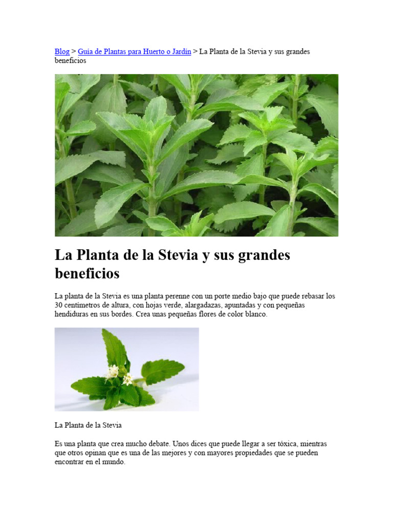 Beneficios y Cultivo de la Stevia | PDF | Botánica