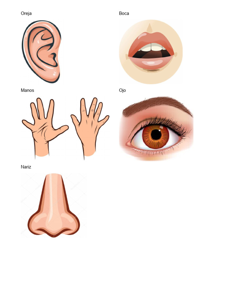 5 Sentidos Animados | PDF