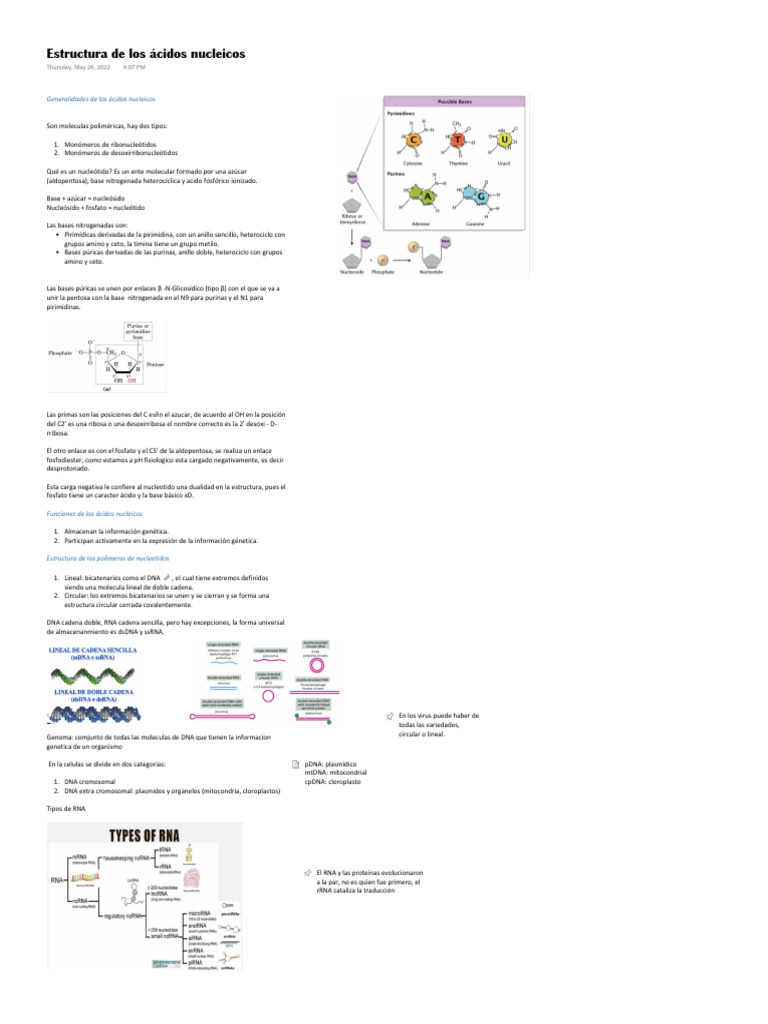 Estructura de Los Ácidos Nucleicos | PDF | Ácidos nucleicos | Nucleótidos