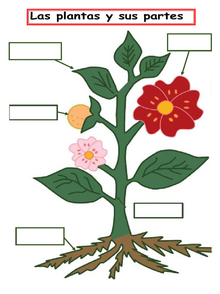 Partes de La Planta | PDF