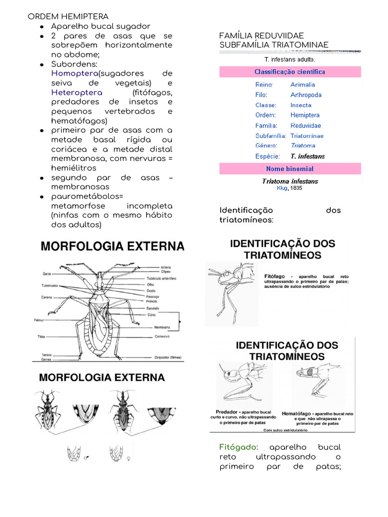 Barbeiro Parasito | PDF | Insetos