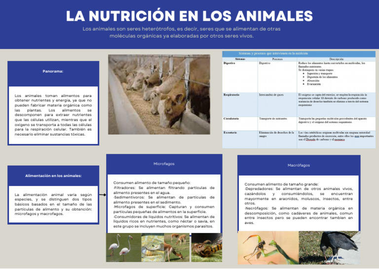 Infografia La Nutricion en Los Animales. | PDF | Ciencia y matemáticas