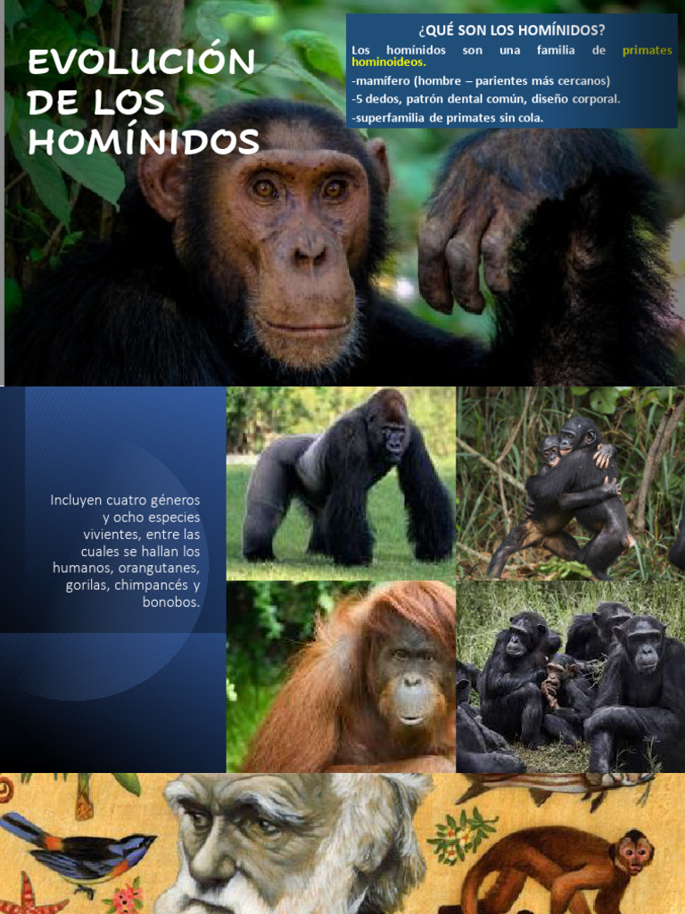 Evolución de Los HOMÍNIDOS | PDF