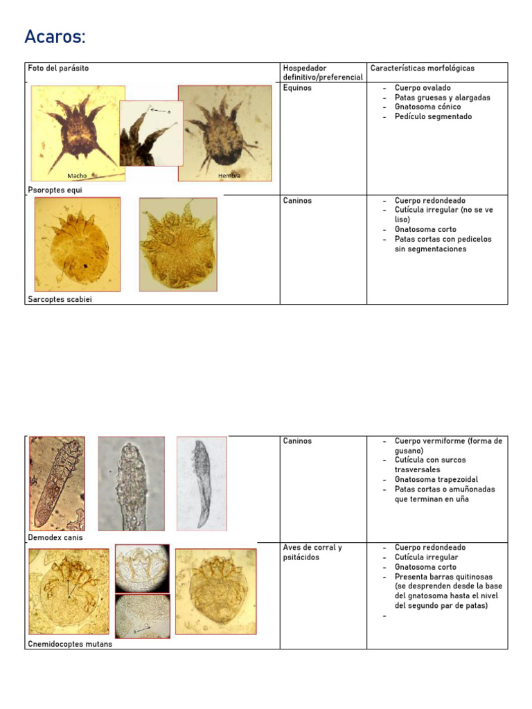 Parásitos en Artrópodos: Acaros y Más | PDF | Mosca | Insectos