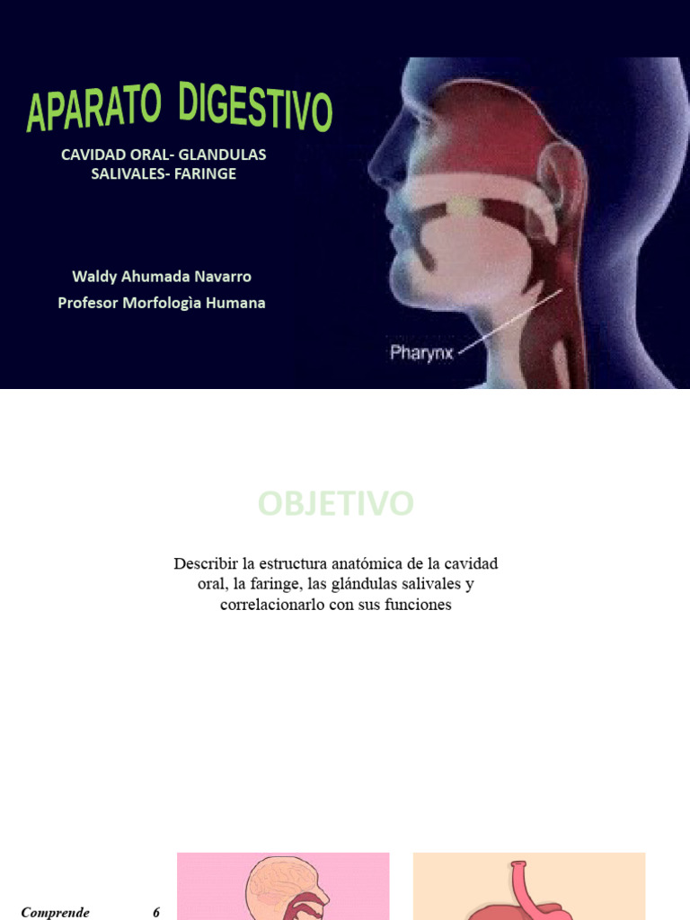 Sistema Digestivo I (Cavida Oral - Faringe-Esofago) Waldy | PDF ...