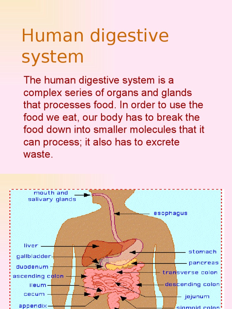 Dygestive System | PDF | Human Digestive System | Stomach
