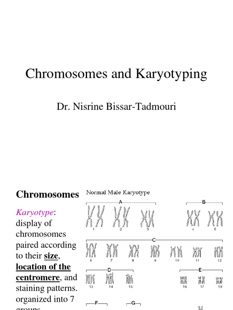 Karyotyping Lab | Karyotype | Fluorescence In Situ Hybridization