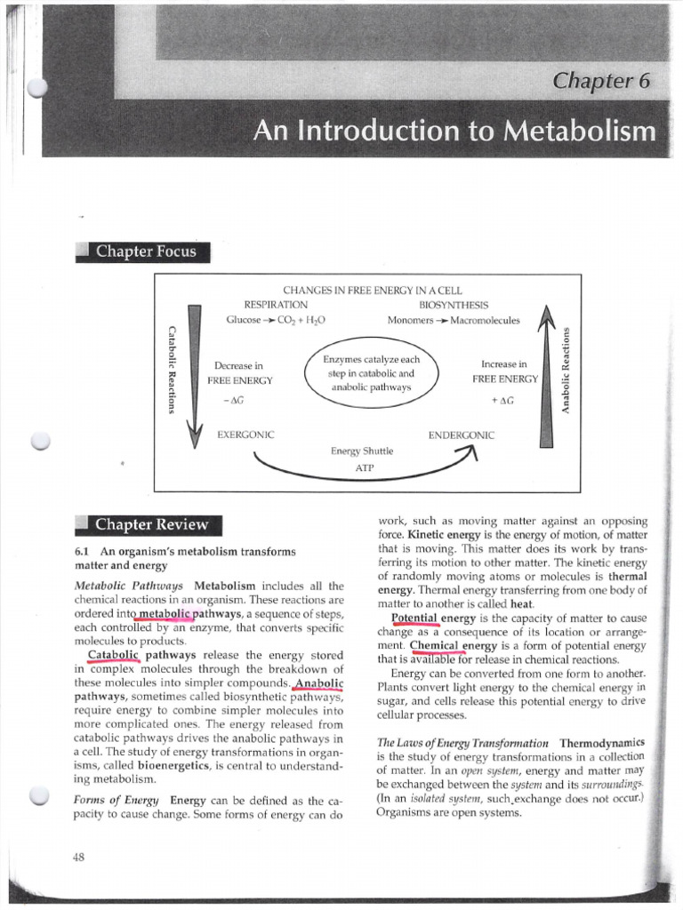 AP Biology CH 6 STUDY GUIDE wSOLUTIONS | PDF