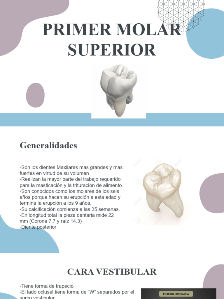 Anatomía del Primer Molar Superior | PDF | Diente | Anatomia dental
