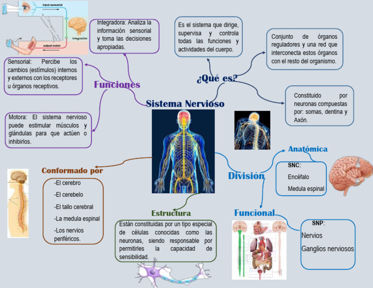 Mapa Mental Sistema Nervioso | PDF | Sistema nervioso | Cerebro