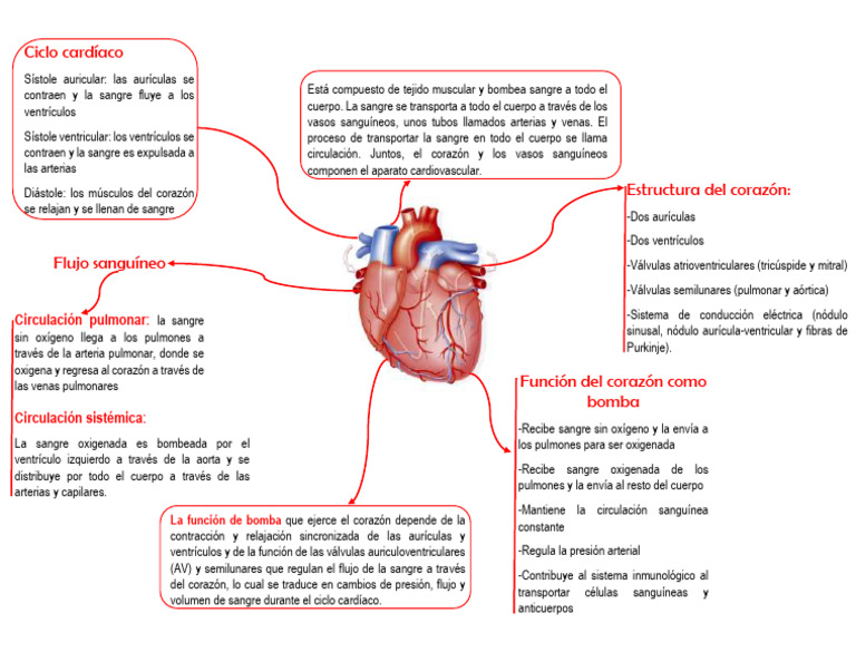 MAPA MENTAL CORAZON COMO BOMBA | PDF | Corazón | Sistema circulatorio