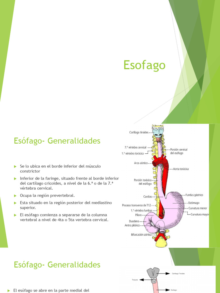 Anatomía del Esófago y Estómago | PDF | Estómago | Esófago