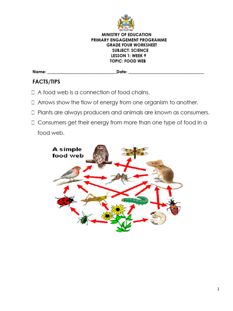 Grade 4 Science Weeks 9-12 Worksheets - Term 1 | PDF | Soil | Food Web