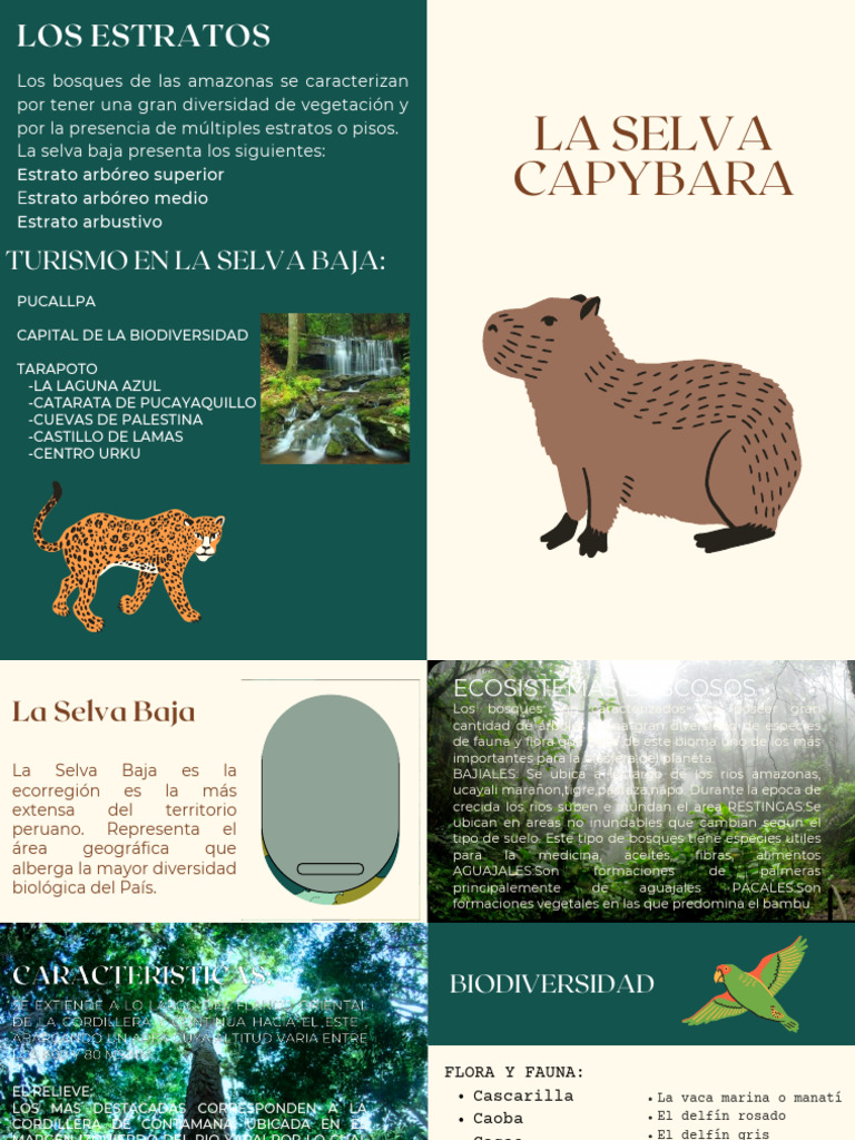 Capibara | PDF