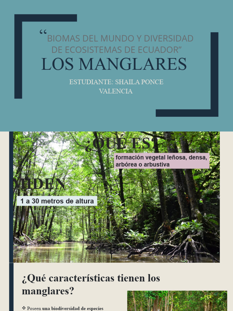 Características y biodiversidad de los manglares | PDF