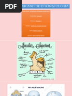 Teoría de La Matriz Funcional de Melvin Moss | PDF | Cráneo | Ortodoncia