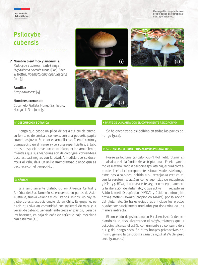 Psilocybe Cubensis 22022023A | PDF | Psilocibina | Drogas Psicoactivas
