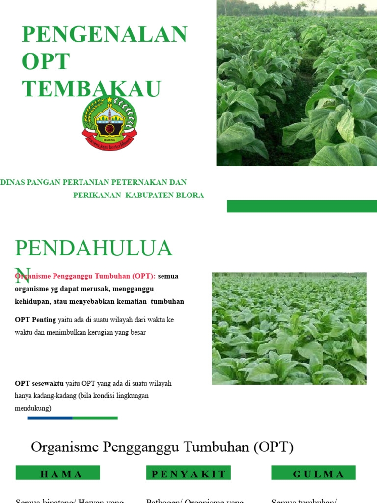Pengendalian Hama dan Penyakit Tembakau | PDF