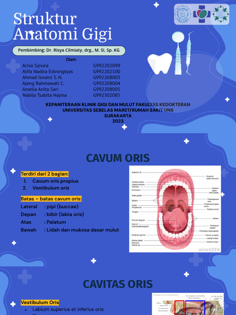 Struktur Anatomi Gigi | PDF