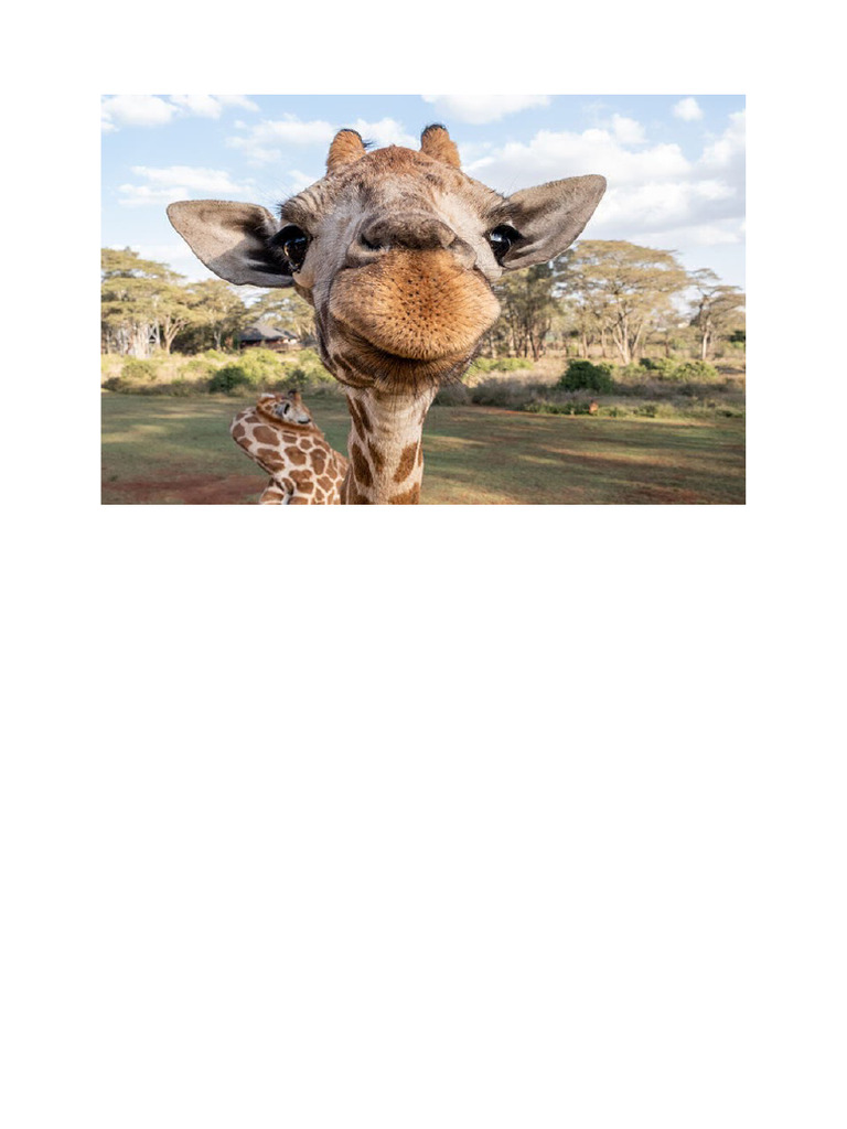 The Giraffe | PDF