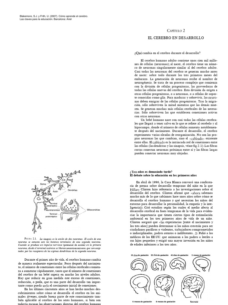 Como Aprende El Cerebro Cap2 Pdf Cerebro Neurona