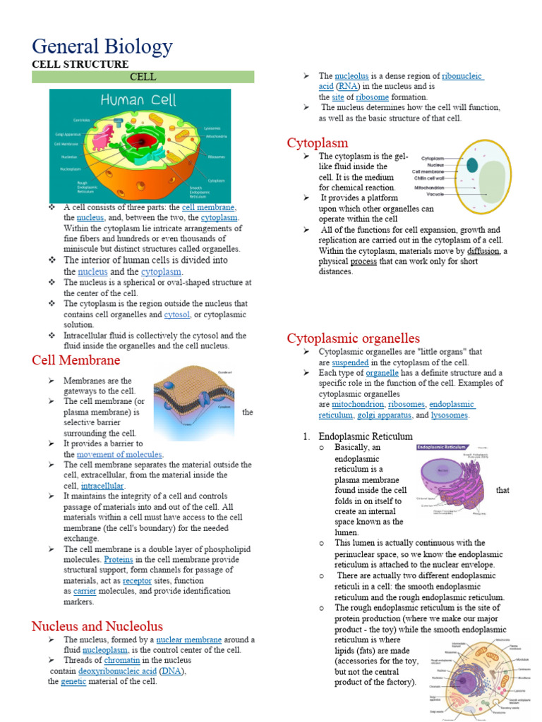 Cell | PDF | Cell (Biology) | Endoplasmic Reticulum