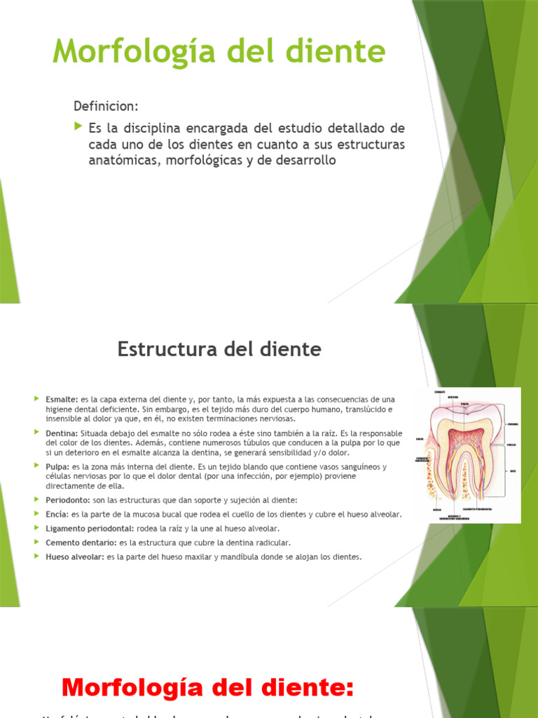 Anatomía y Morfología Del Diente | PDF