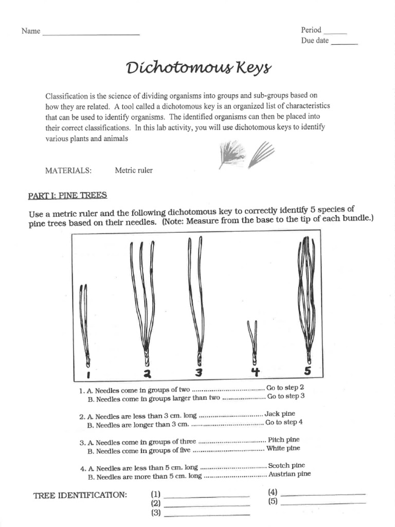 Dichotomous Keys Practice | PDF