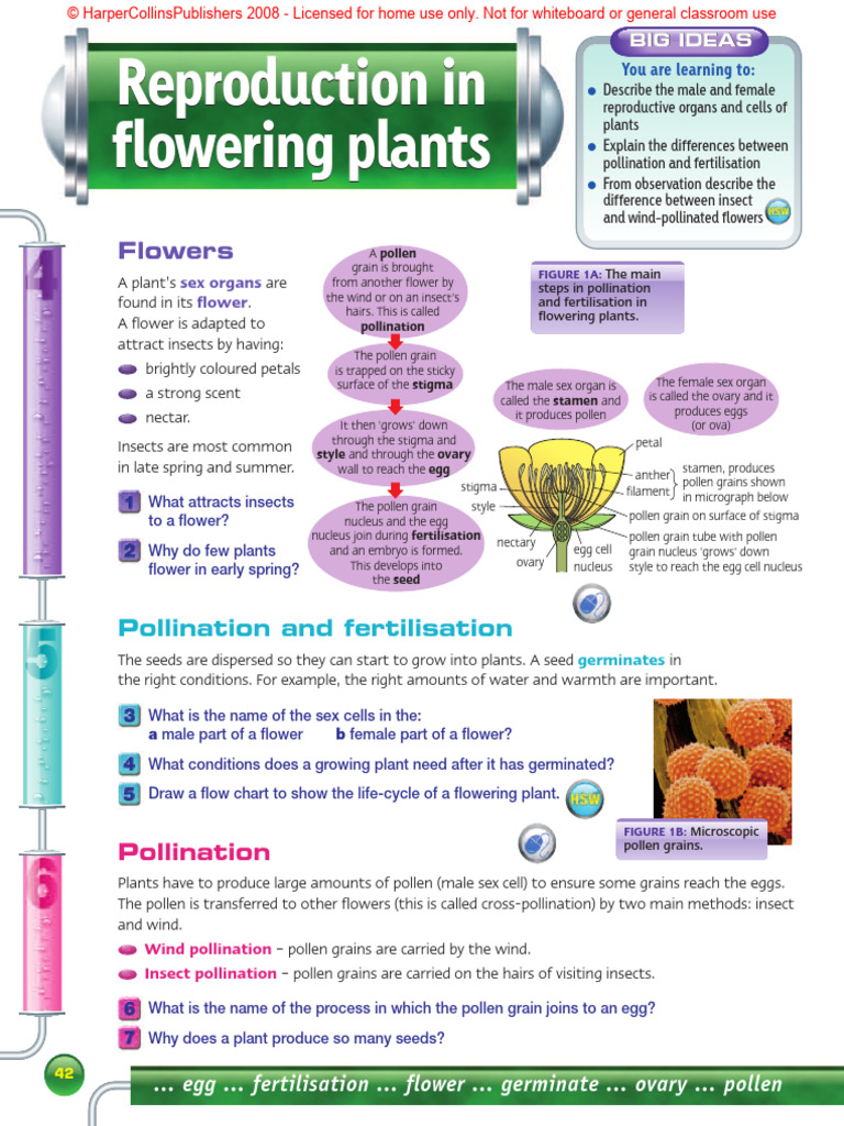 Plant Reproduction Text | PDF | Flowers | Pollination