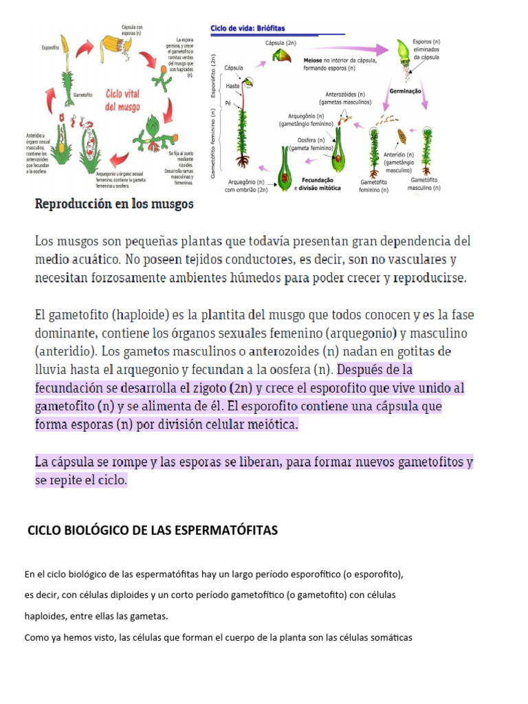 Ciclo Biológico de Las Espermatófitas | PDF | Mitosis | Interacciones biológicas