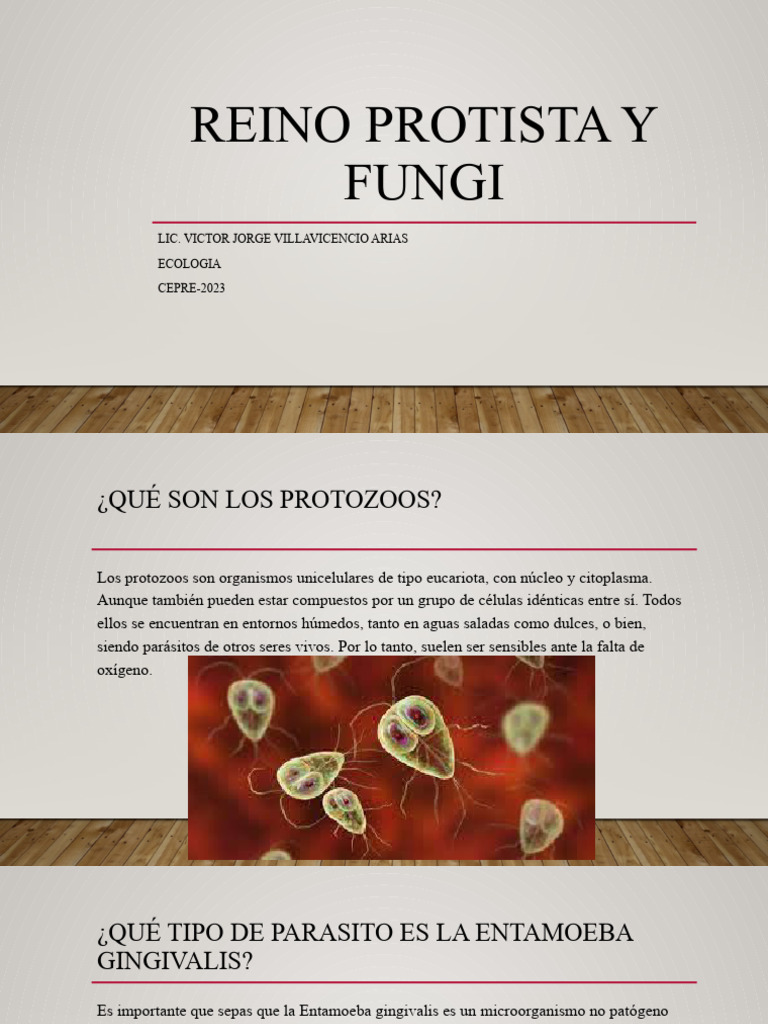 Reino Protista y Fungi | PDF