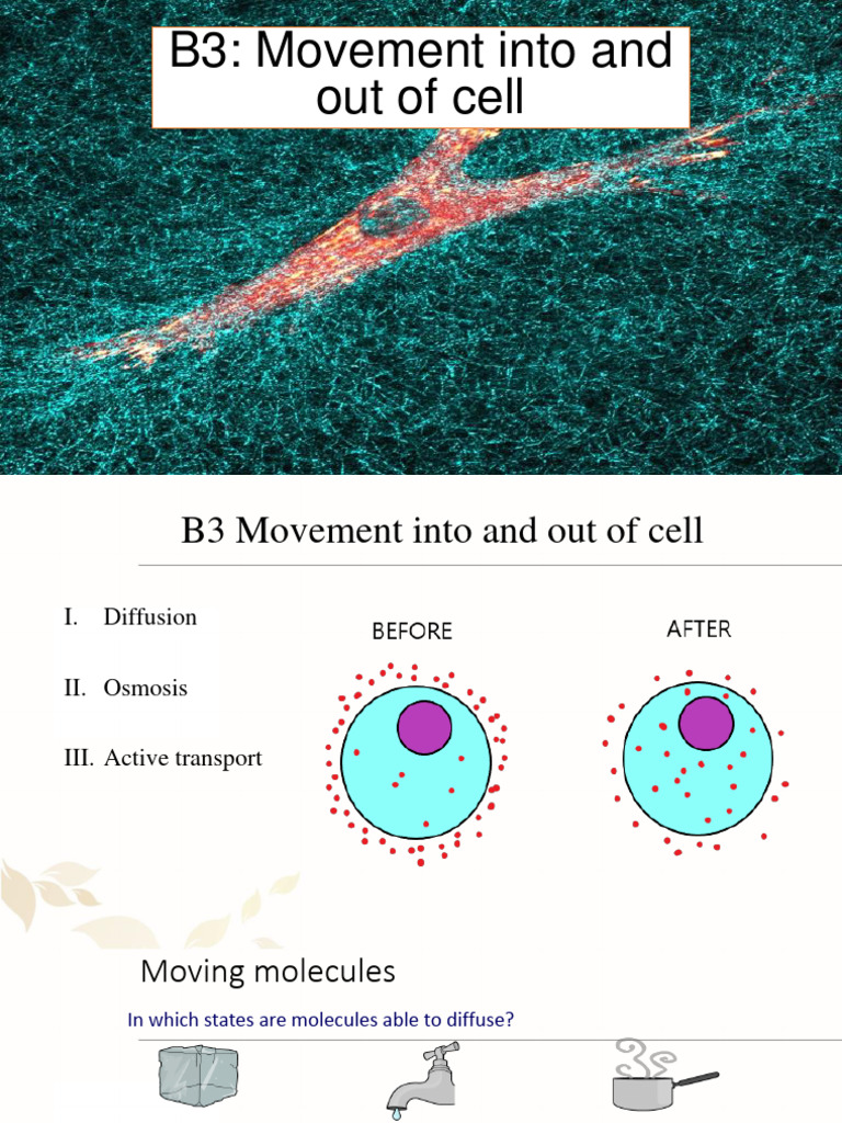 B3 Movement Into and Out of Cells Slides | PDF | Osmosis | Diffusion