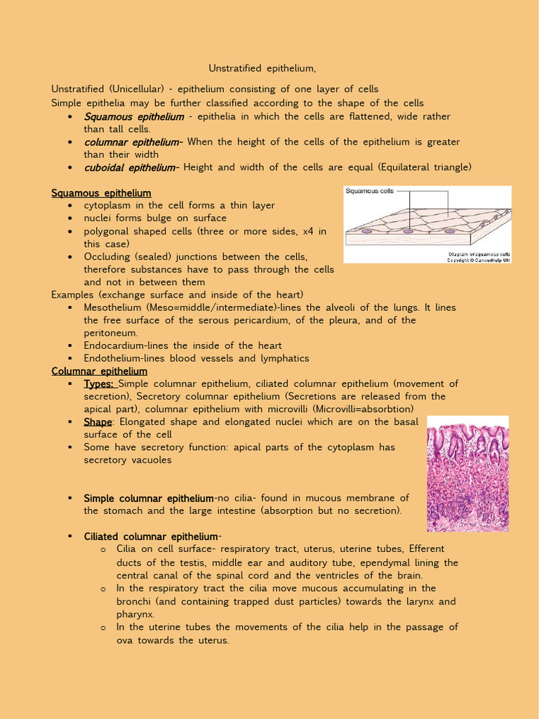 3-Unstratified Epithelium. Definitions and Examples of Squamous ...