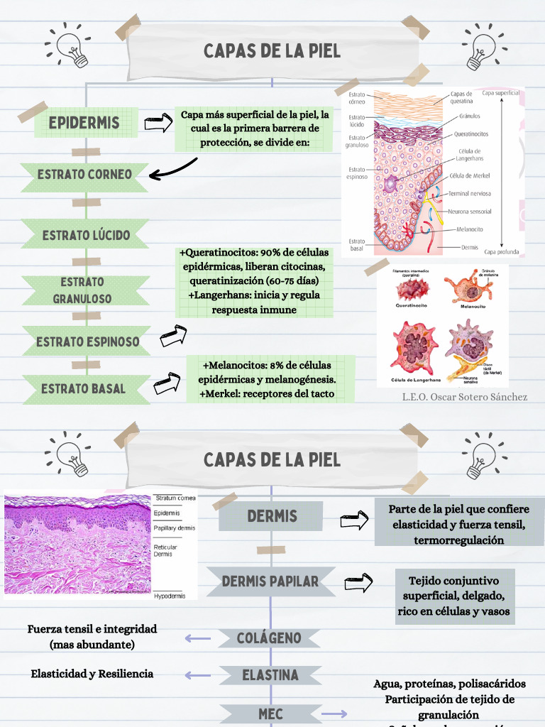 Capas de La Piel | PDF | Piel | Tejido (biología)
