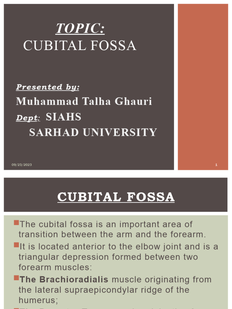 Cubital Fossa | PDF | Arm | Limbs (Anatomy)