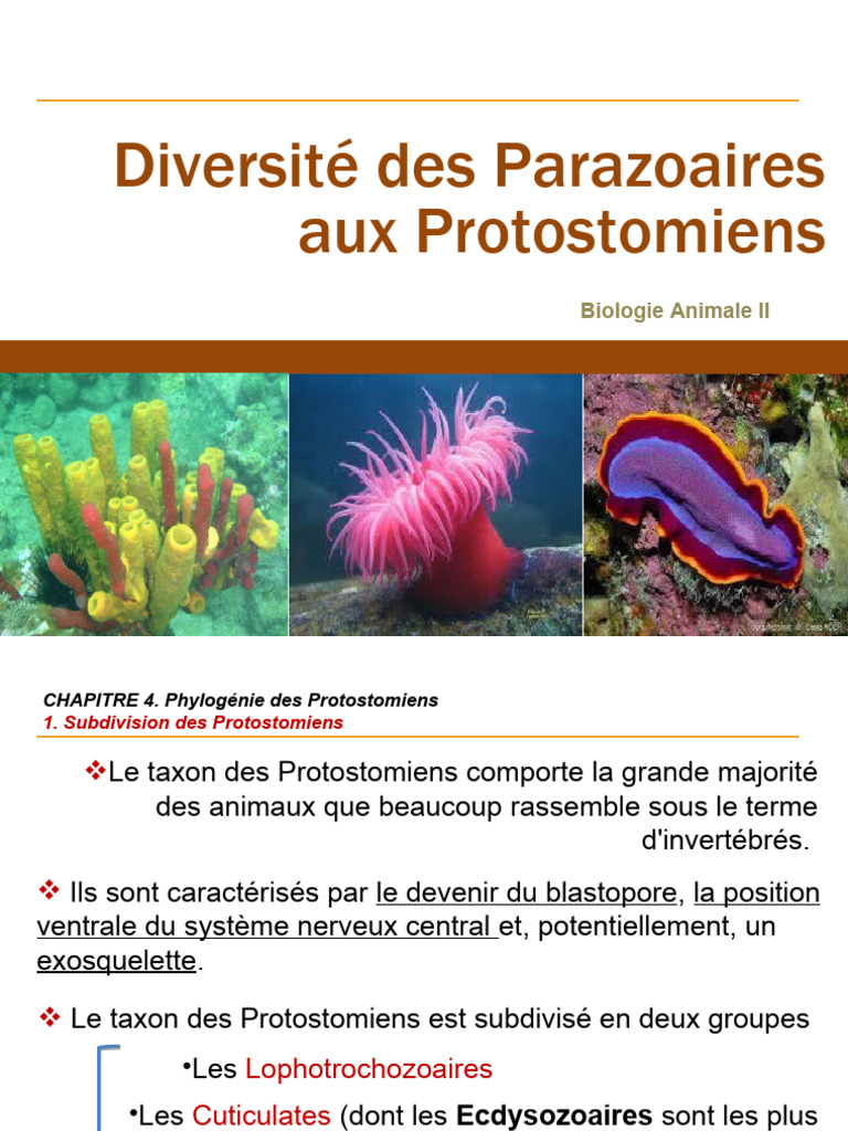 CHAPITRE 4. Phylogénie des Protostomiens | PDF | Protostomia