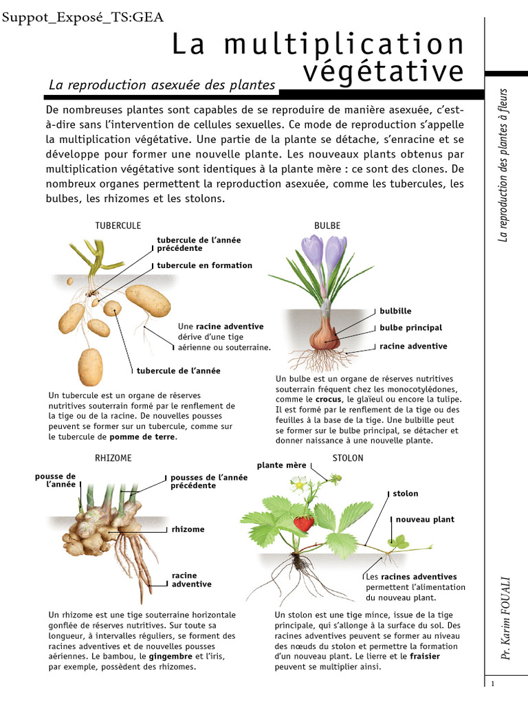 Multiplication Végétative des Plantes | PDF | Science & Mathematics
